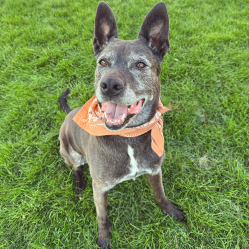 Pet Endorsements - All Pets Deserve Vet Care